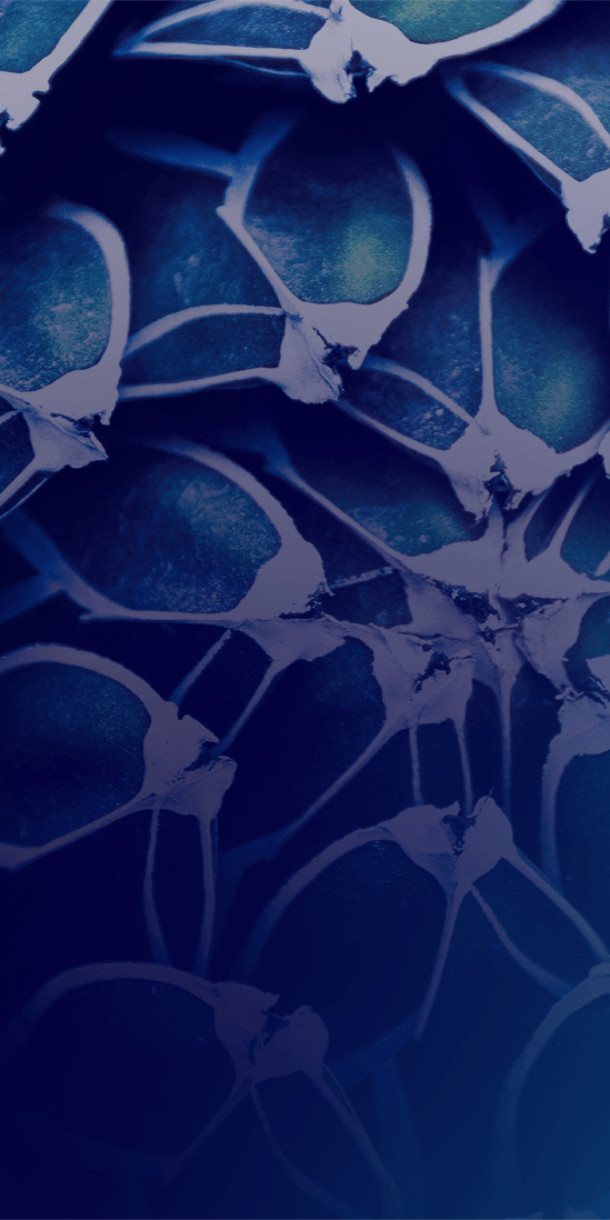 Golden Ratio Phi Partners